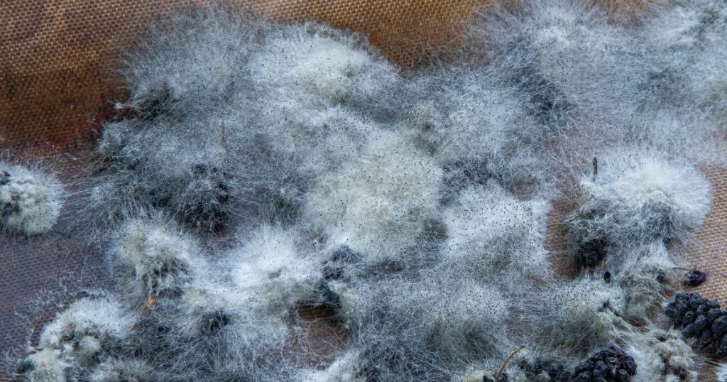 Understanding Mold Types Attic Crew