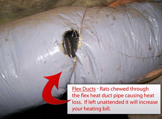 Rodent Proofing » Attic Crew Seattle