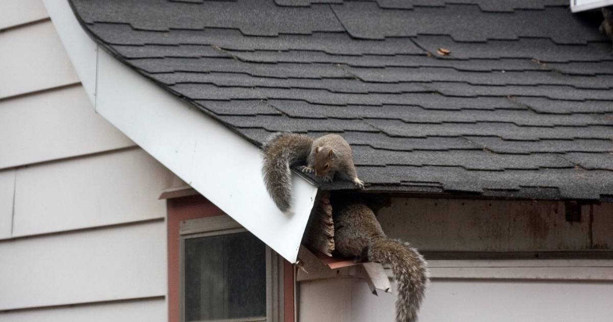 Rodent Control in Seattle: How to Keep Your Home Safe and Clean » Attic ...