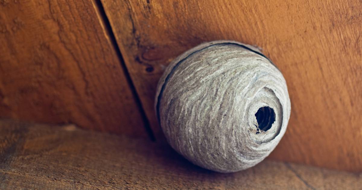 How To Get Rid Of Wasps In Attic » Attic Crew