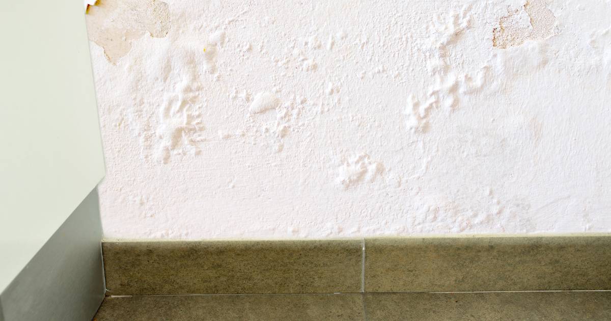 Water Intrusion: Detecting and Managing the Risks » Attic Crew