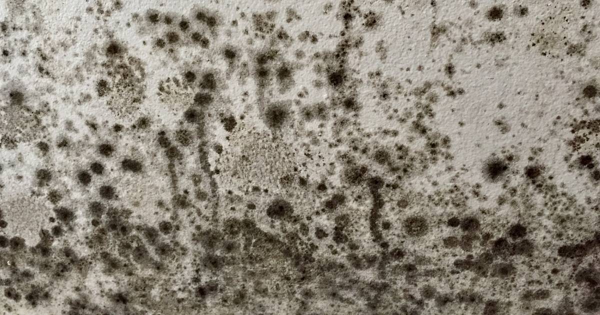 10 Warning Signs of Mold Toxicity » Attic Crew