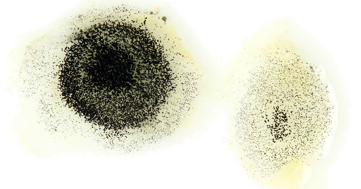 Tackling Mold in Attic: Confronting the Hidden Foe » Attic Crew