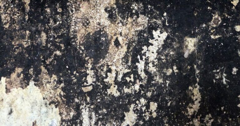 Understanding Mold Types » Attic Crew