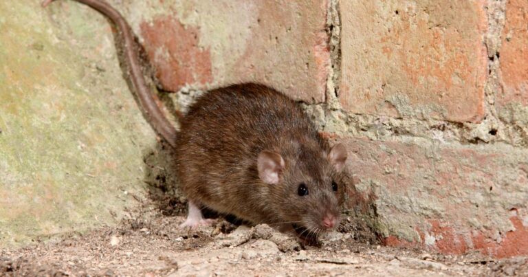 Roof Rats: Identification, Prevention, and Habits » Attic Crew