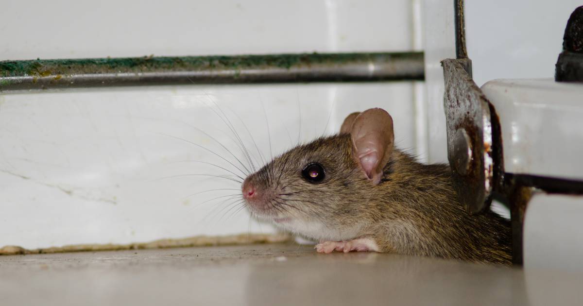Roof Rats: Identification, Prevention, and Habits » Attic Crew