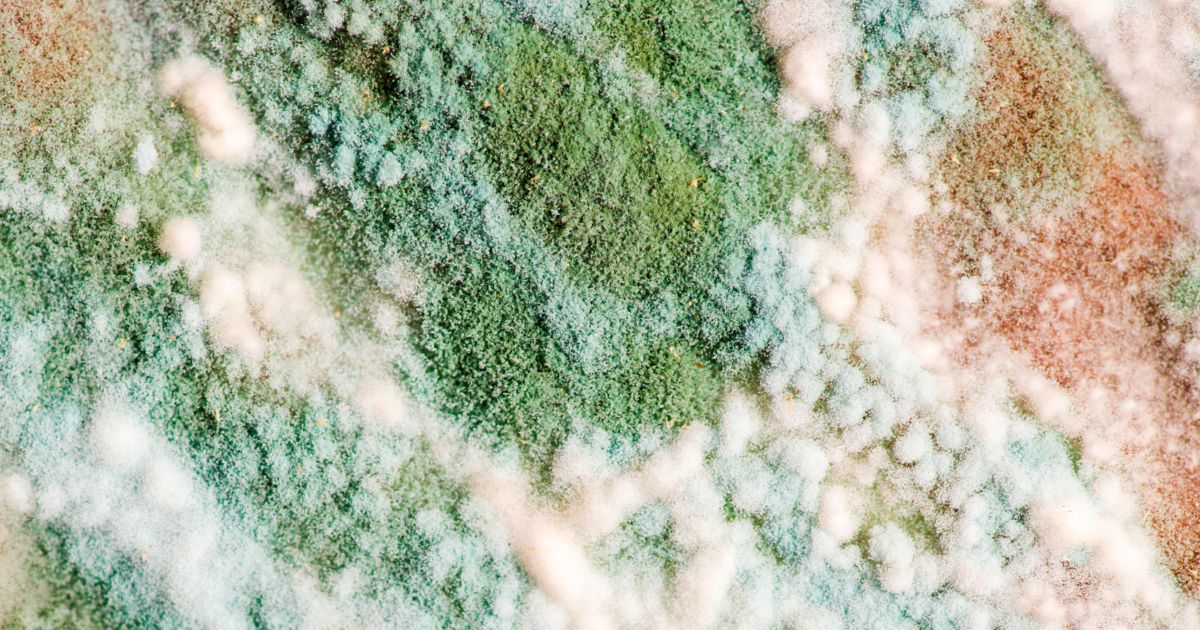 Understanding Mold Types » Attic Crew