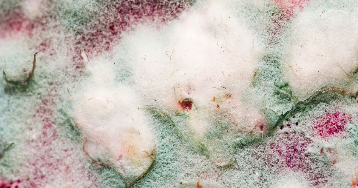 Understanding Mold Types » Attic Crew