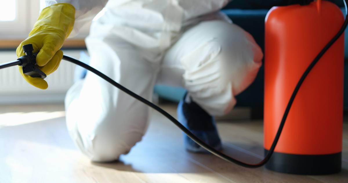 Mastering Rodent Repellent Strategies: Effective Solutions for a Rodent ...