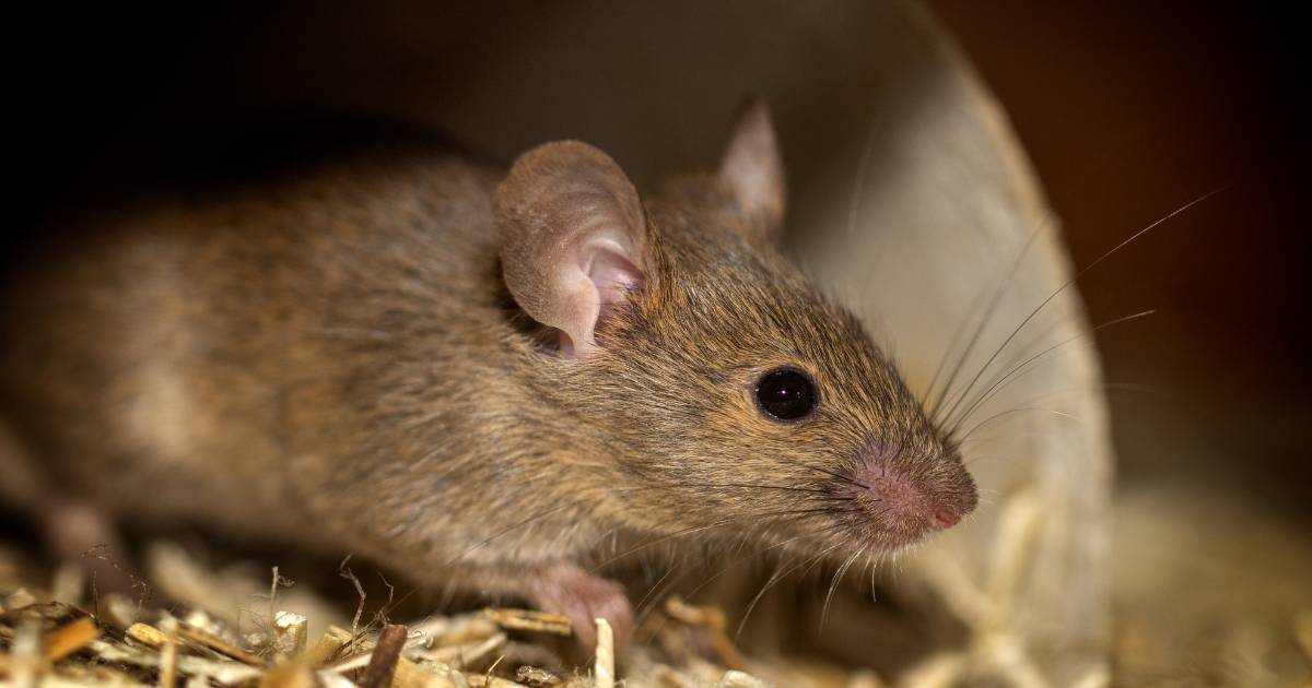 Issaquah pest control » Attic Crew