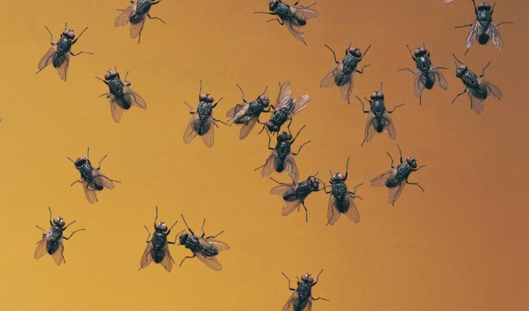 A Lot Of Flies In House Suddenly? How To Get Rid Of Cluster Flies ...