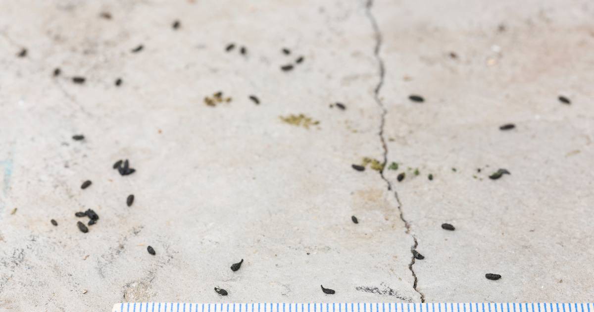 What Are The Chances Of Getting Sick From Mouse Droppings? » Attic Crew