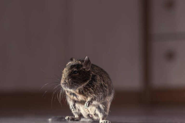 The Downside of Using Rodent Bombs in Your Home » Attic Crew