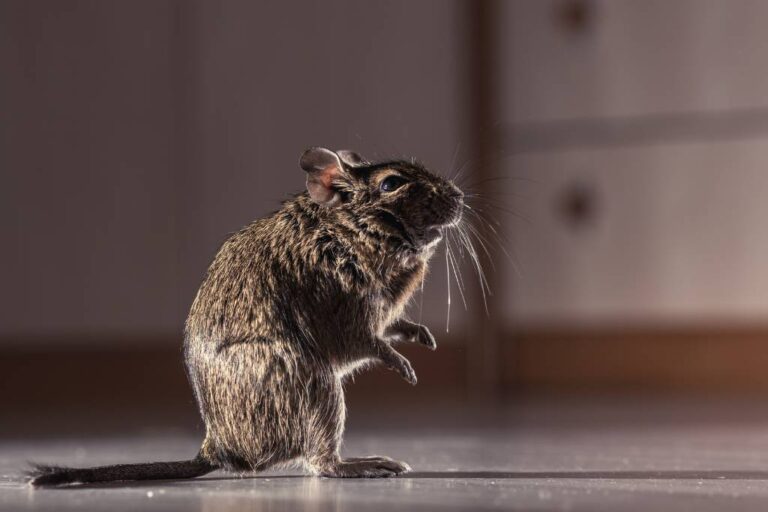 The Downside of Using Rodent Bombs in Your Home » Attic Crew